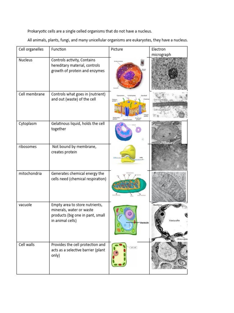 Eukaryotic vs Prokaryotic Cells Guide | PDF