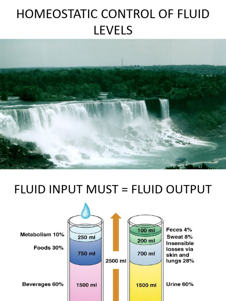 Homeostatic Control of Fluid Levels | PDF | Kidney | Physiology