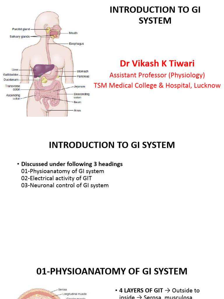 01-Introduction To GIT | PDF | Gastrointestinal Tract | Vagus Nerve