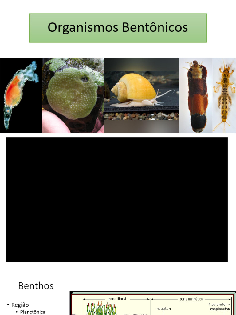 Bentos - 13abr | PDF | Ecossistema aquático | Crustáceo