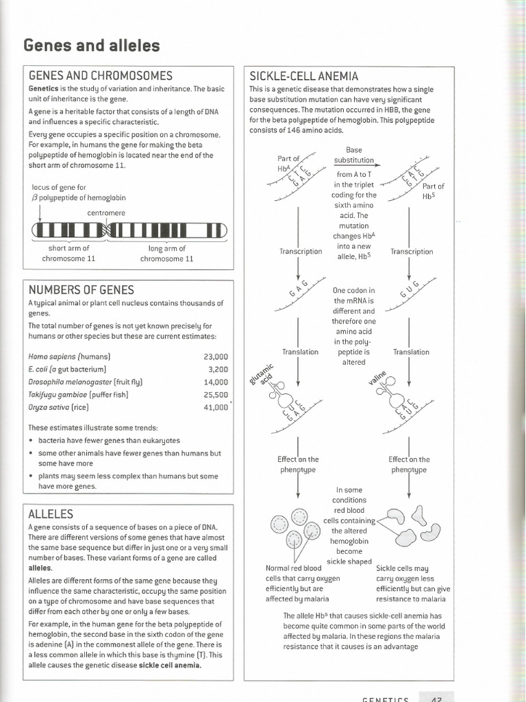 Genes and Alleles | PDF