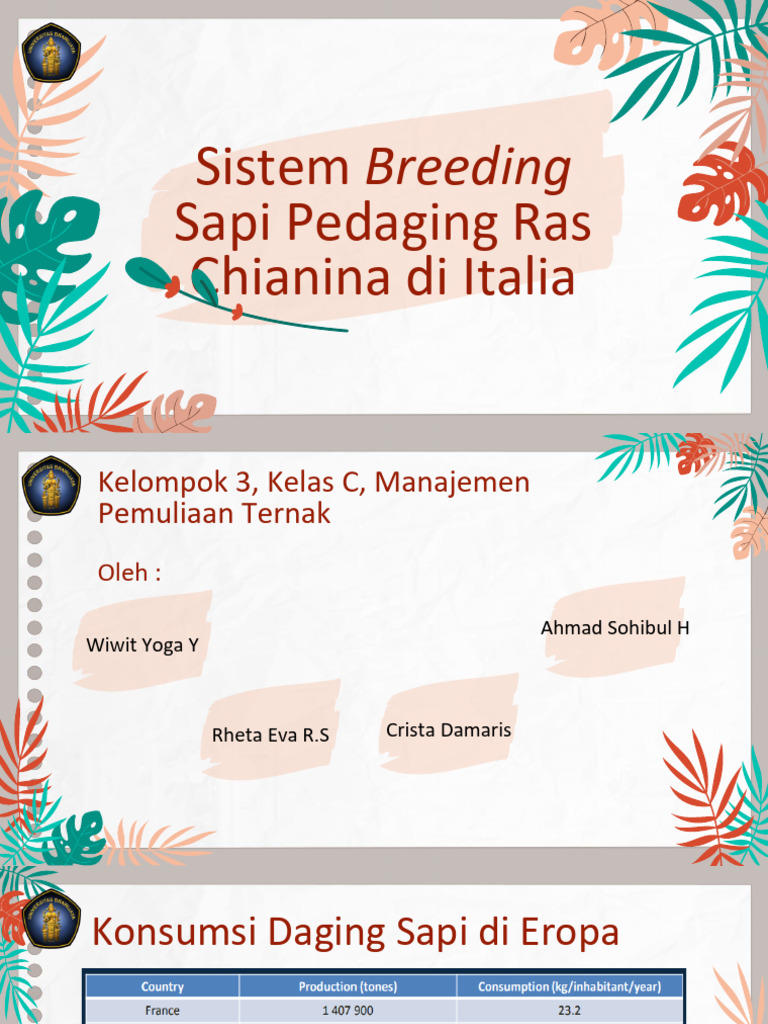 Breeding Sapi Pedaging Di Eropa | PDF