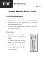 Permanent Mandibular 2nd Premolar | PDF | Dental Anatomy | Dentistry