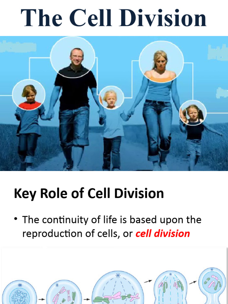 The Cell Division | Download Free PDF | Meiosis | Mitosis
