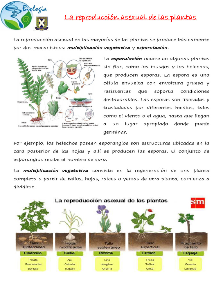 CLASE 15.04 La Reproducción Asexual de Las Plantas | PDF | Tallo de la planta | Espora