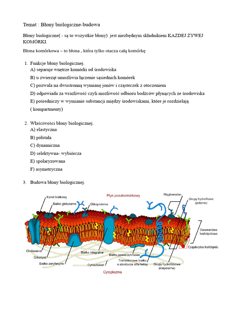 Błony Biologiczne - Budowa | PDF