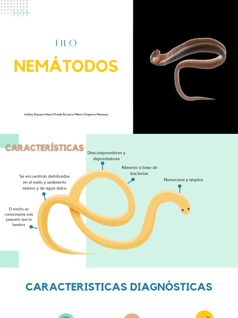 Nemátodos - Alanis & Chaparro | PDF | Nematodo | Sistema reproductivo