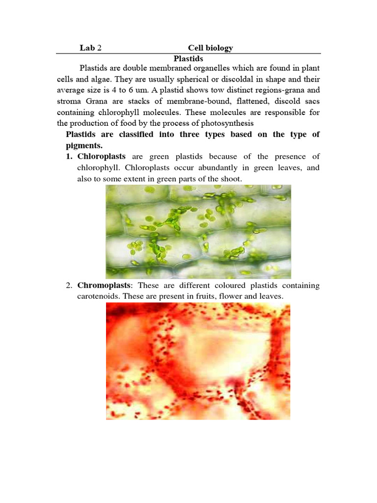 Lab 2 Cell Biology | PDF