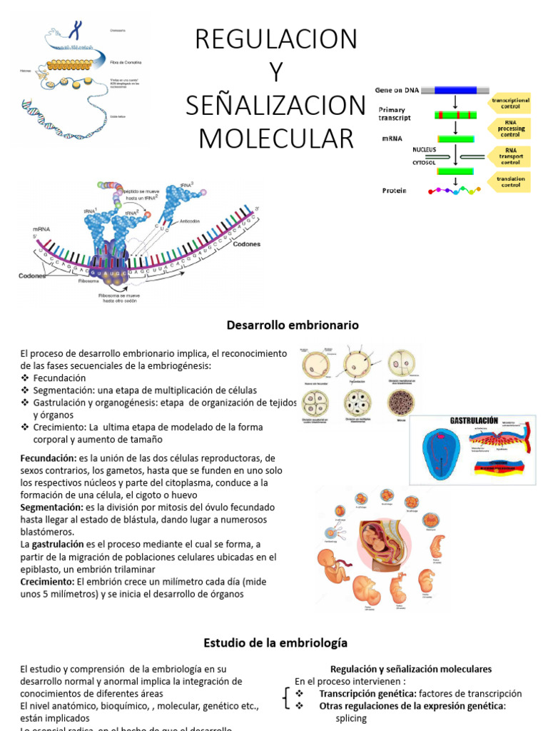 REGULAC GENICA Y VIDEOS Ok | PDF | Adn | Codigo genetico