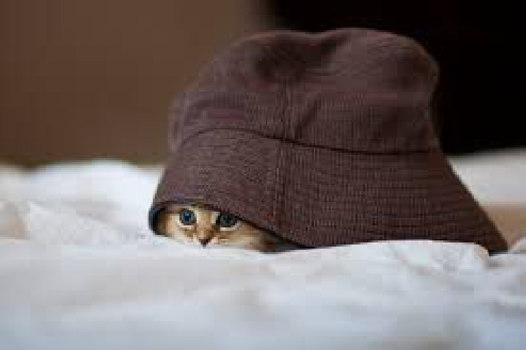 5 Cute Kitttu PFPF | PDF