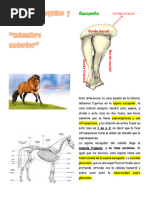 Atlas del Esqueleto de la Vaca | PDF | Vértebra | Esqueleto