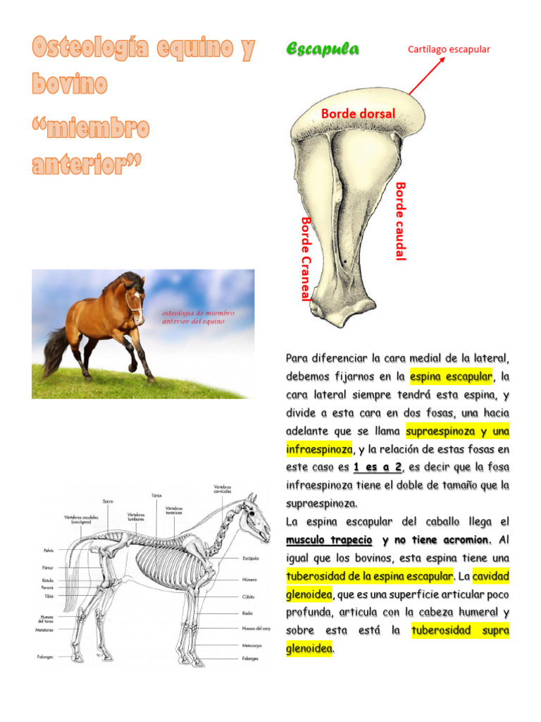 Osteología del miembro anterior equino | PDF | Vértebra | Pelvis