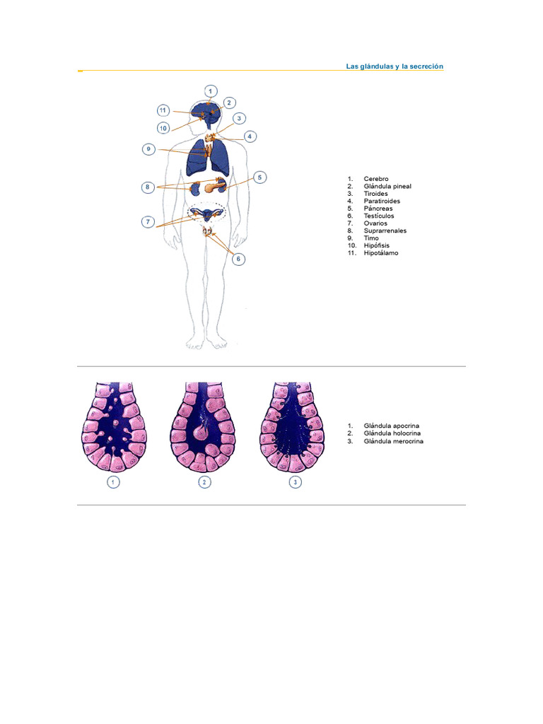 Glándulas | PDF | Sistema endocrino | Secreción