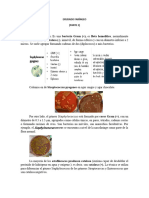 Cultivo de Exudado Nasal y Staphylococcus aureus | PDF