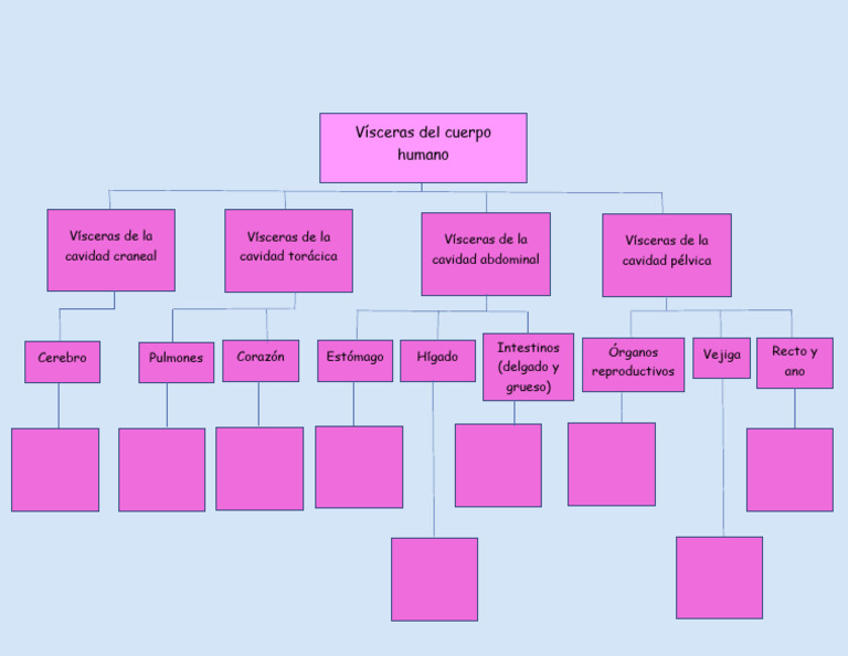Vísceras del Cuerpo Humano: Guía Completa | PDF