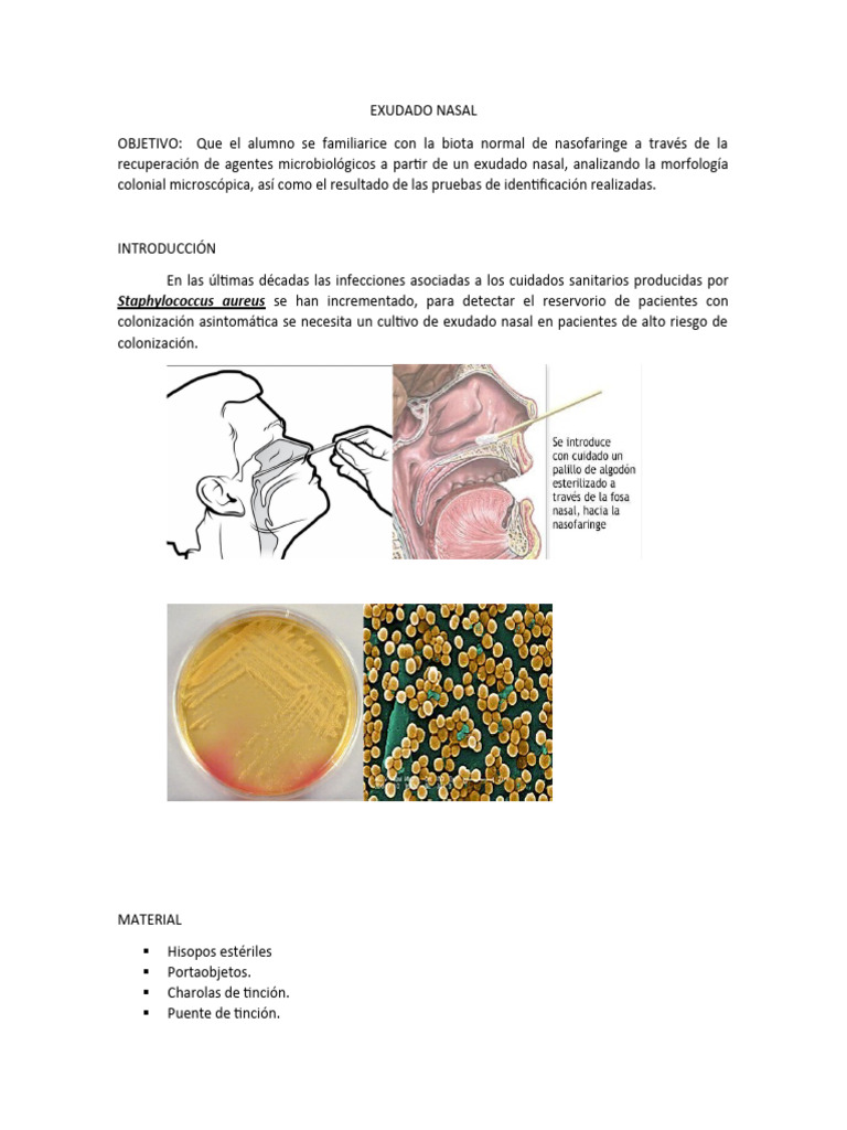 Cultivo de Exudado Nasal y Staphylococcus aureus | PDF