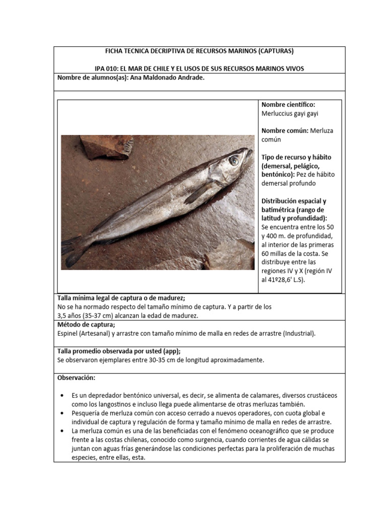 Merluza Común: Estado y Captura | PDF | Pesquería | Ciencias de la Tierra