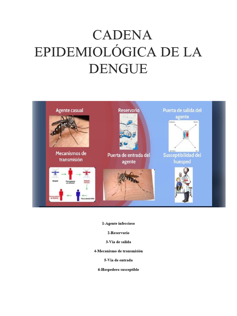 Cadena Epidemiológica del Dengue | PDF | Infección | Virus