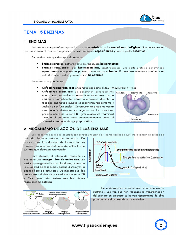 Tema 15 Enzimas | PDF | Enzima | Inhibidor de la enzima