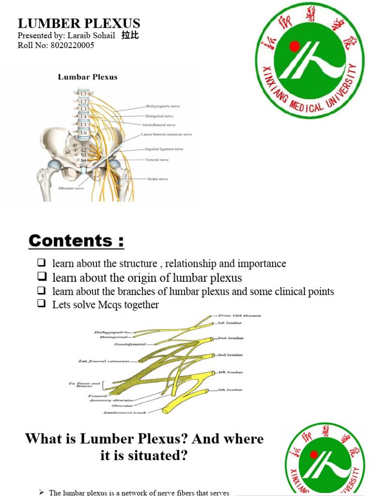 Lumber Plexus - by Laraib Sohail | PDF | Human Leg | Limbs (Anatomy)