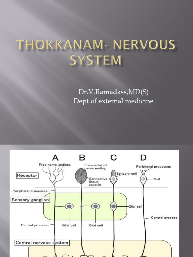 Thokkanam - Nervous System | Download Free PDF | Senses | Somatosensory ...