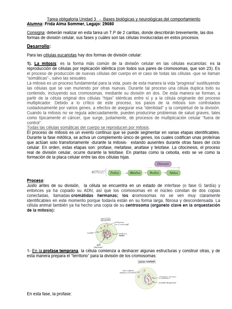 División Celular Mitosis y Meiosis Primera Version | PDF | Mitosis ...
