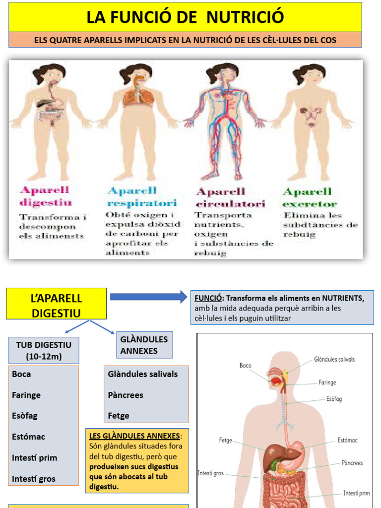Ud3. Funció Nutrició | PDF