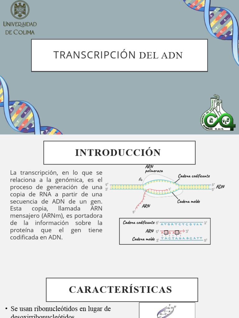 Transcripción Del ADN | PDF