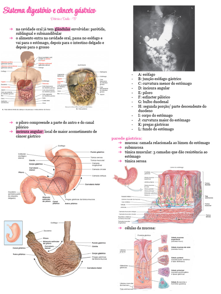 Anato sp4 | PDF | Estômago | Gastroenterologia