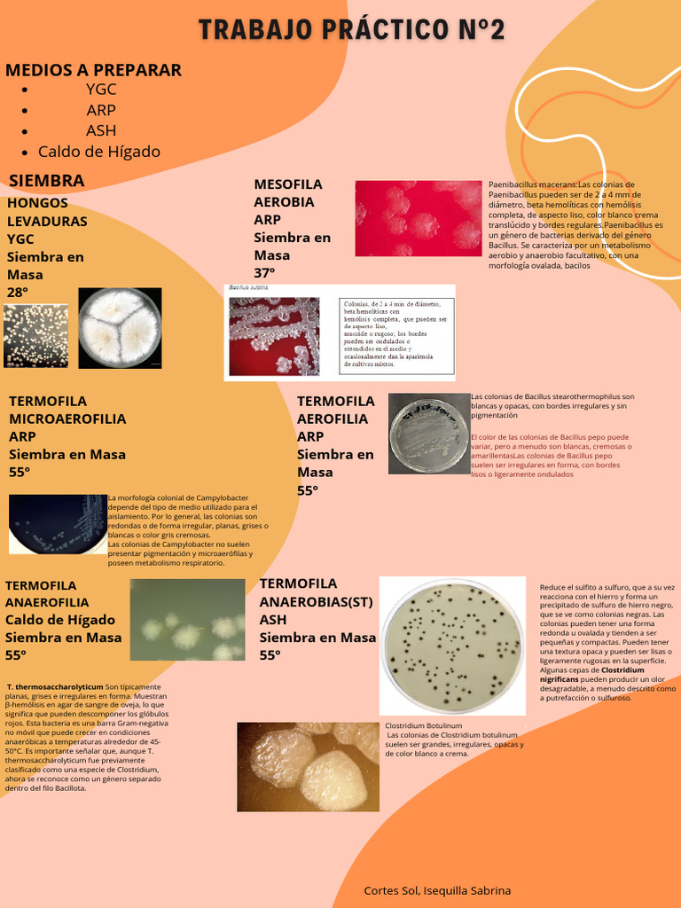 TP 2 Microo | PDF | Bacilo | Las bacterias