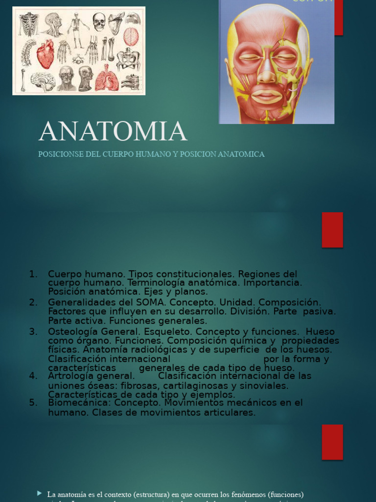 Anatomia (Posicion Del Cuerpo Humano y Posicion Anatomica) | PDF ...