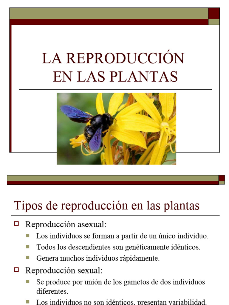Reproducción de las Plantas: Resumen | PDF | Flores | Plantas