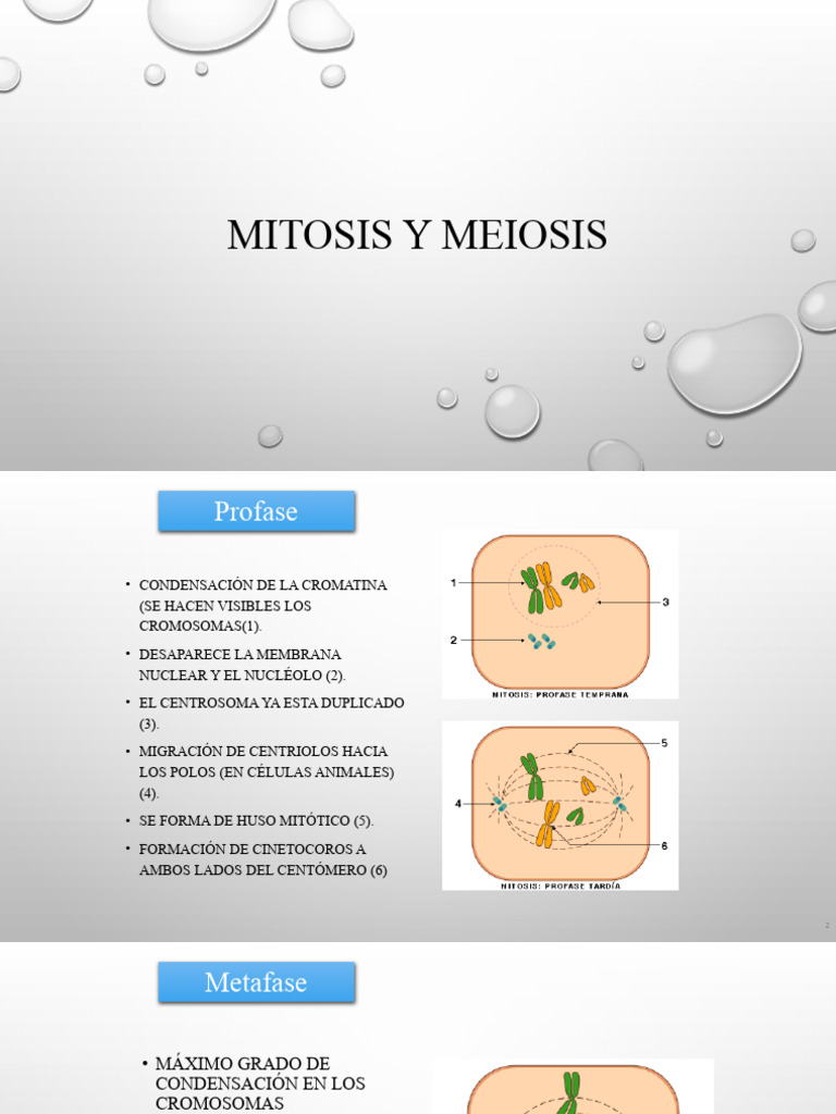 Mitosis y Meiosis | Descargar gratis PDF | Mitosis | Mitosis