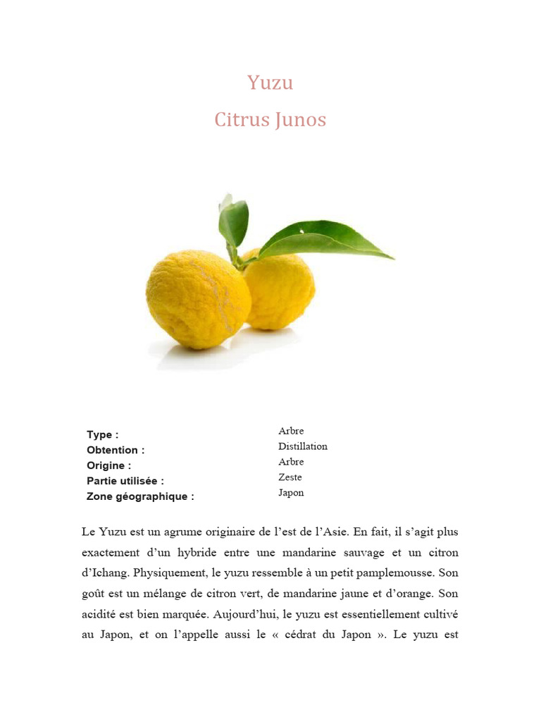 Origine et usages du yuzu japonais | PDF | Parfum | Fruit