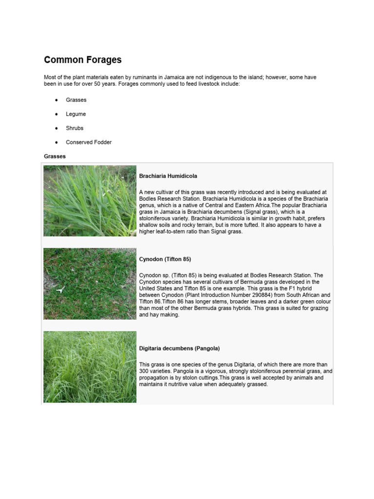 Common Forages | Download Free PDF | Hay | Botany