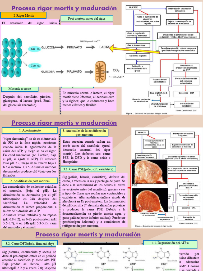 Proceso y fases del rigor mortis en carne | PDF | Respiración celular ...