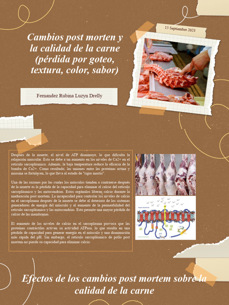 Cambios Post Mortem | PDF | Carne | Hierro