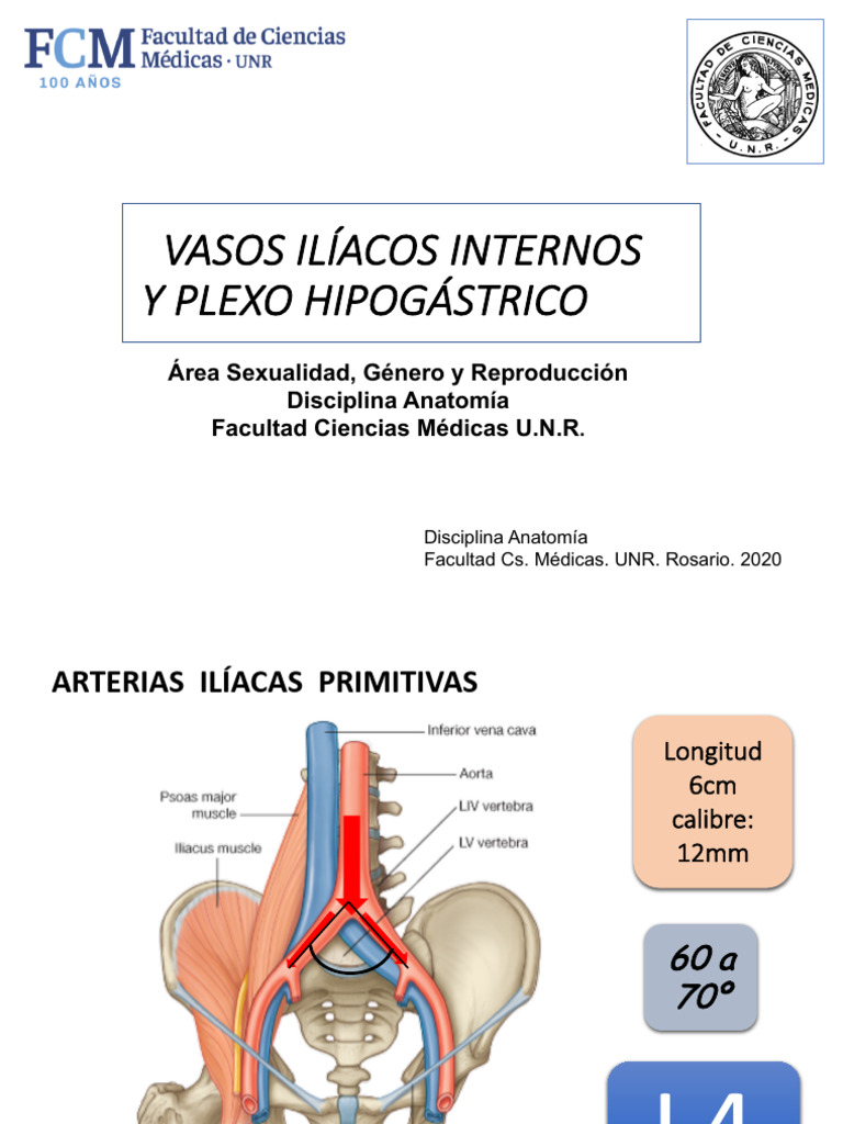 Vasos Ilíacos Internos Y Plexo Hipogástrico Web 2020 Pdf útero