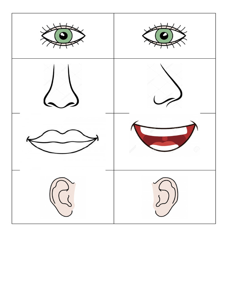 Partes Del Rostro | PDF
