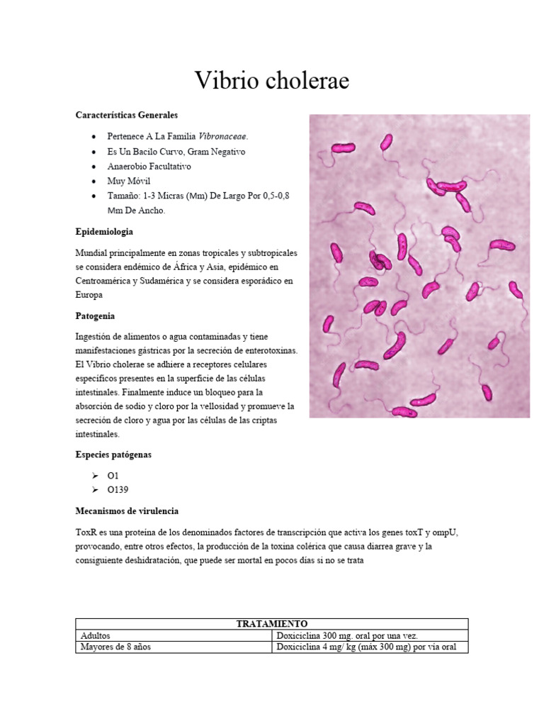 Vibrio Cholerae | PDF
