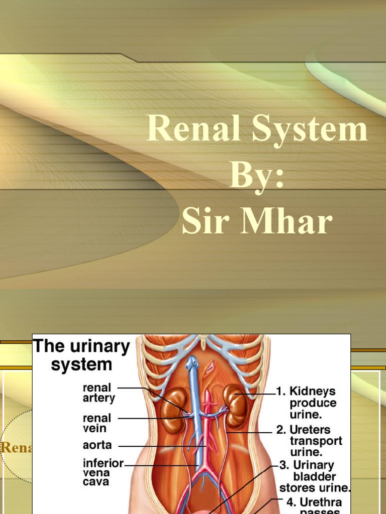Renal PPT Revised | PDF | Urinary System | Kidney