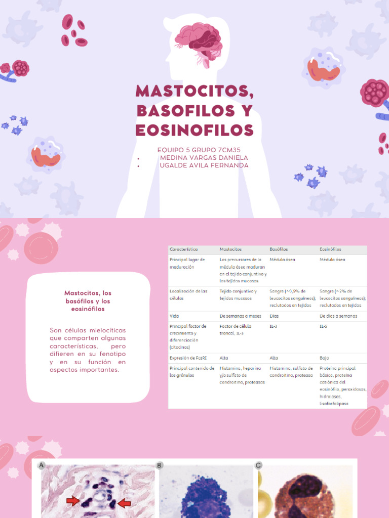 Mastocitos, Basofilos y Eosinofilos-Eq5 | PDF | Inflamación | Anatomía
