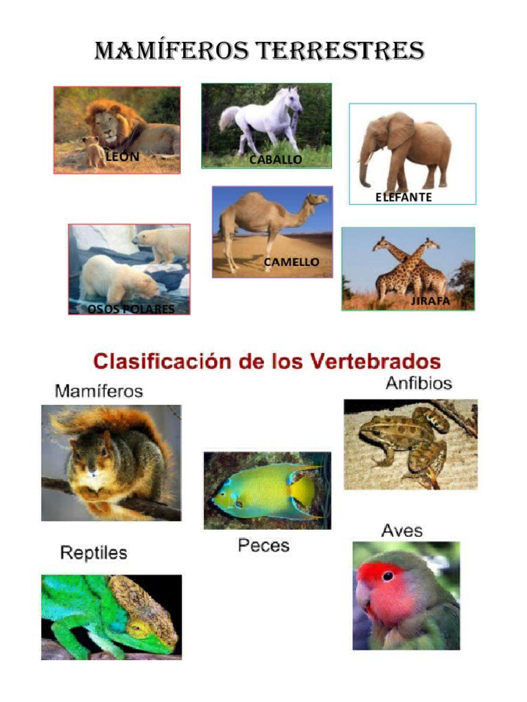 Animales Album Mamiferos Reptiles Aves Vertebrados INVERTEBRADOS | PDF ...