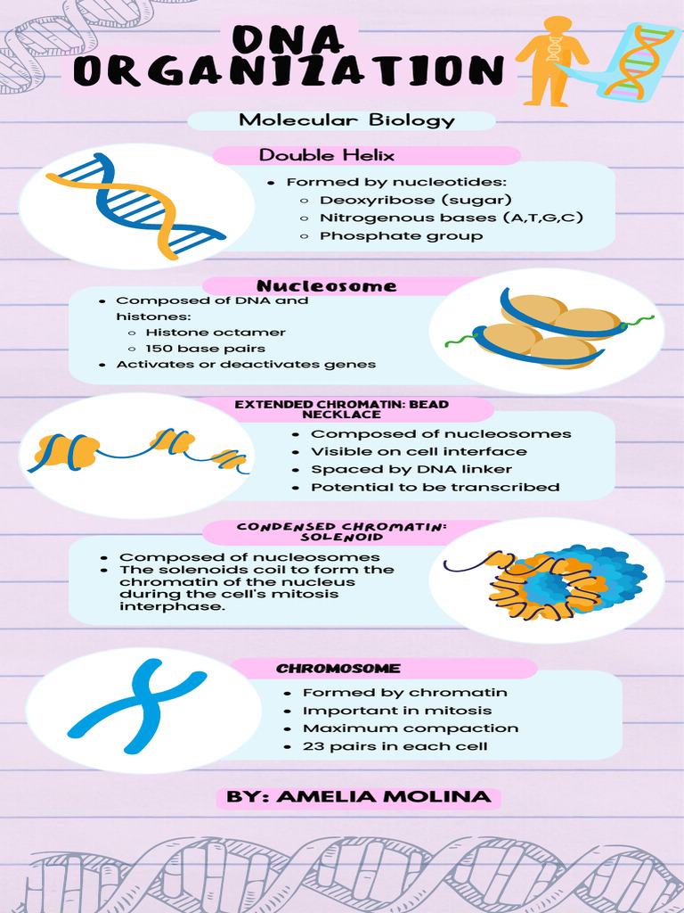 DNA Structure and Chromatin Organization | PDF