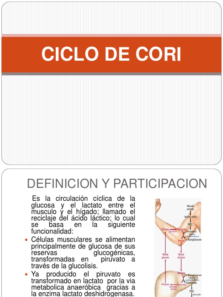 CICLO DE CORI | Compuestos orgánicos | Biomoléculas