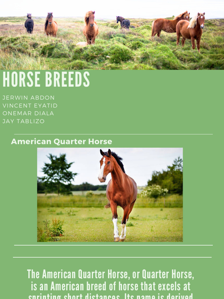 Horse Breeds: Jerwin Abdon Vincent Eyatid Onemar Diala Jay Tablizo ...