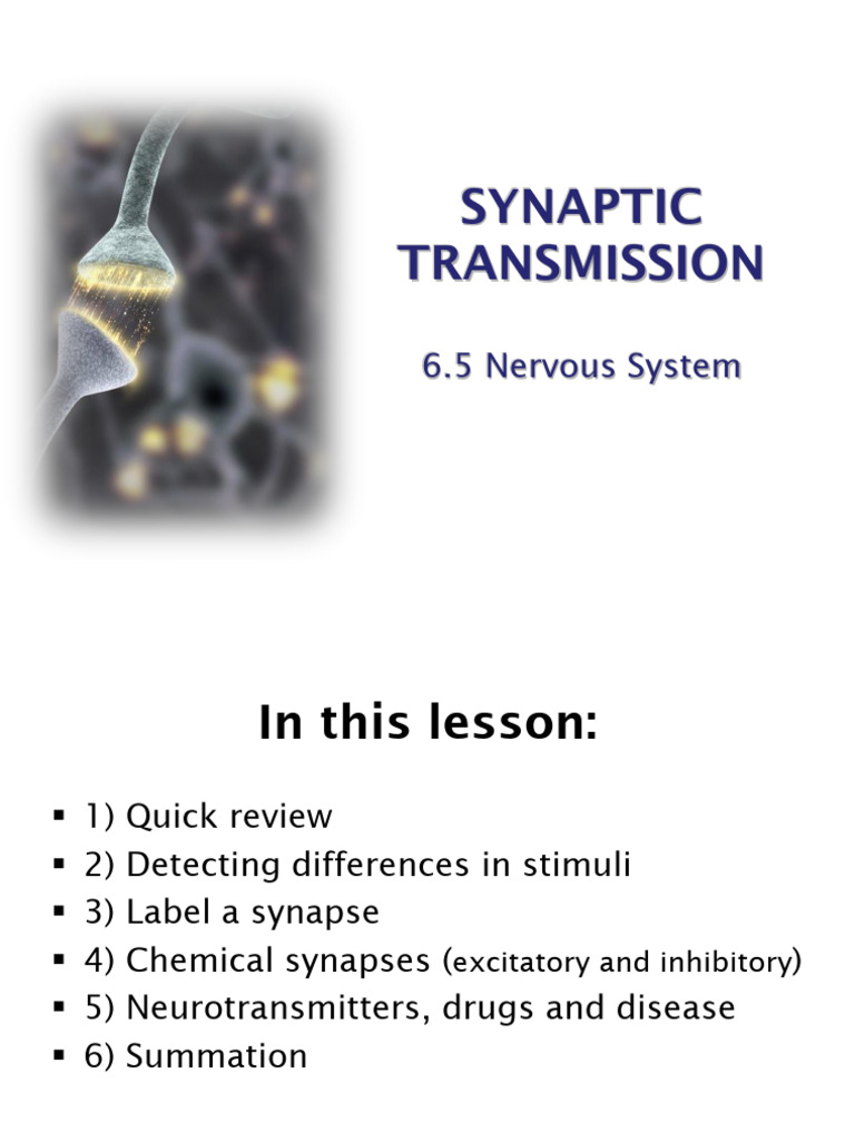 02 - Synaptic Transmission 2024 | PDF | Chemical Synapse | Neurotransmitter