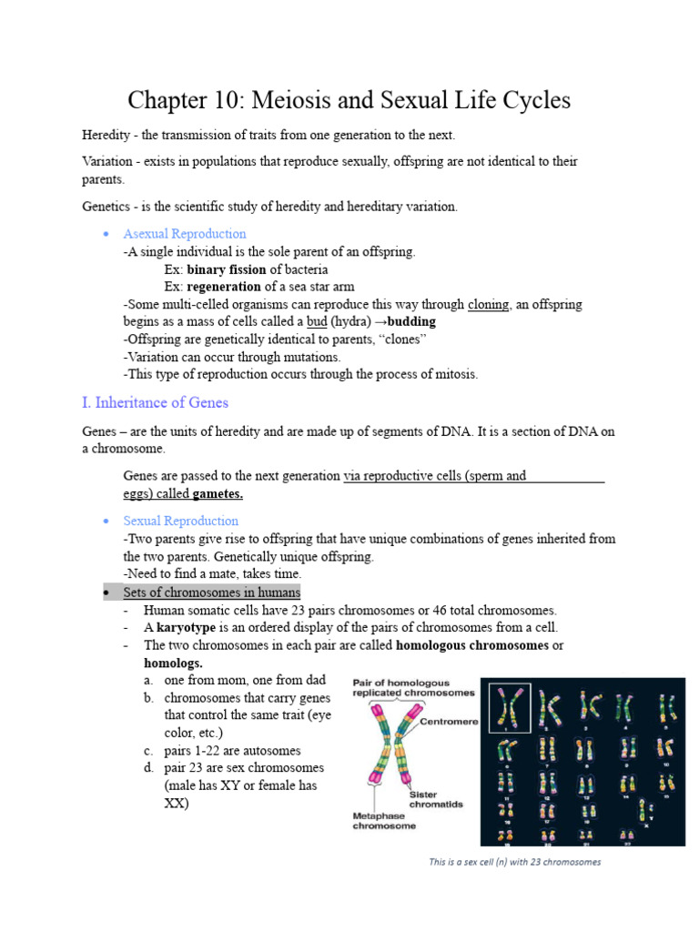 CH.10 Meiosis and Sexual Life Cycles | PDF | Meiosis | Ploidy