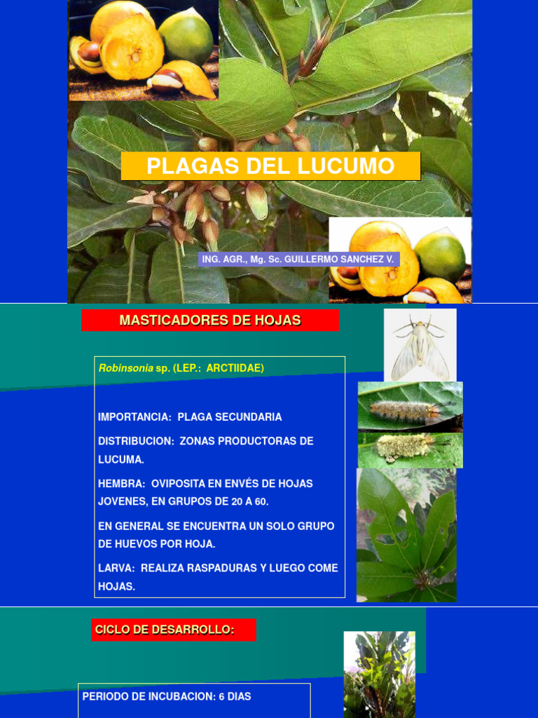 Plagas del Lúcumo: Identificación y Control | PDF | Plaga (organismo) | Insectos y humanos