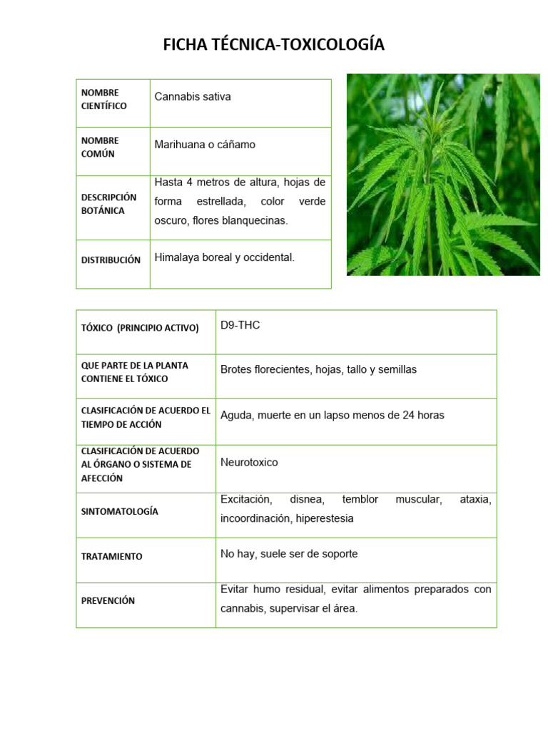 Cannabis Sativa Pdf